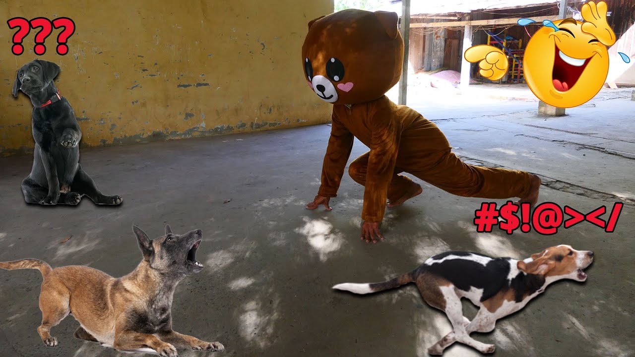 Wow! Real Dog Is Pranked By Fake Panda Really Funny _ Fake Pig Prank ...