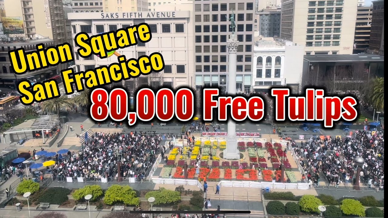 80,000 Free Tulips 🌷 in Union Square San Francisco #sanfrancisco # ...