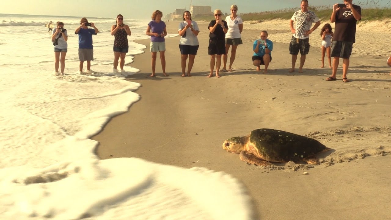 Rehabilitated Turtle Released Into Florida Ocean Before Hurricane Irma ...