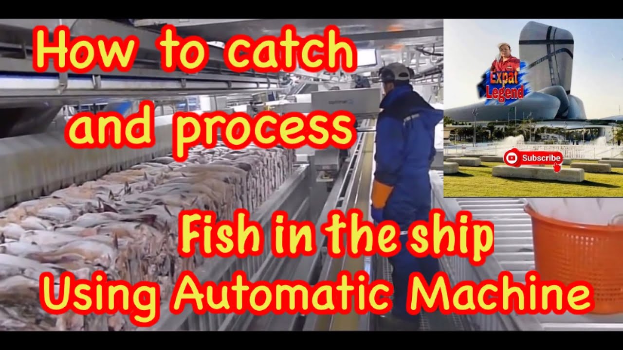 HOW TO CATCH AND PROCESS FISH RIGHT IN SHIP USING AMAZING AUTOMATIC ...