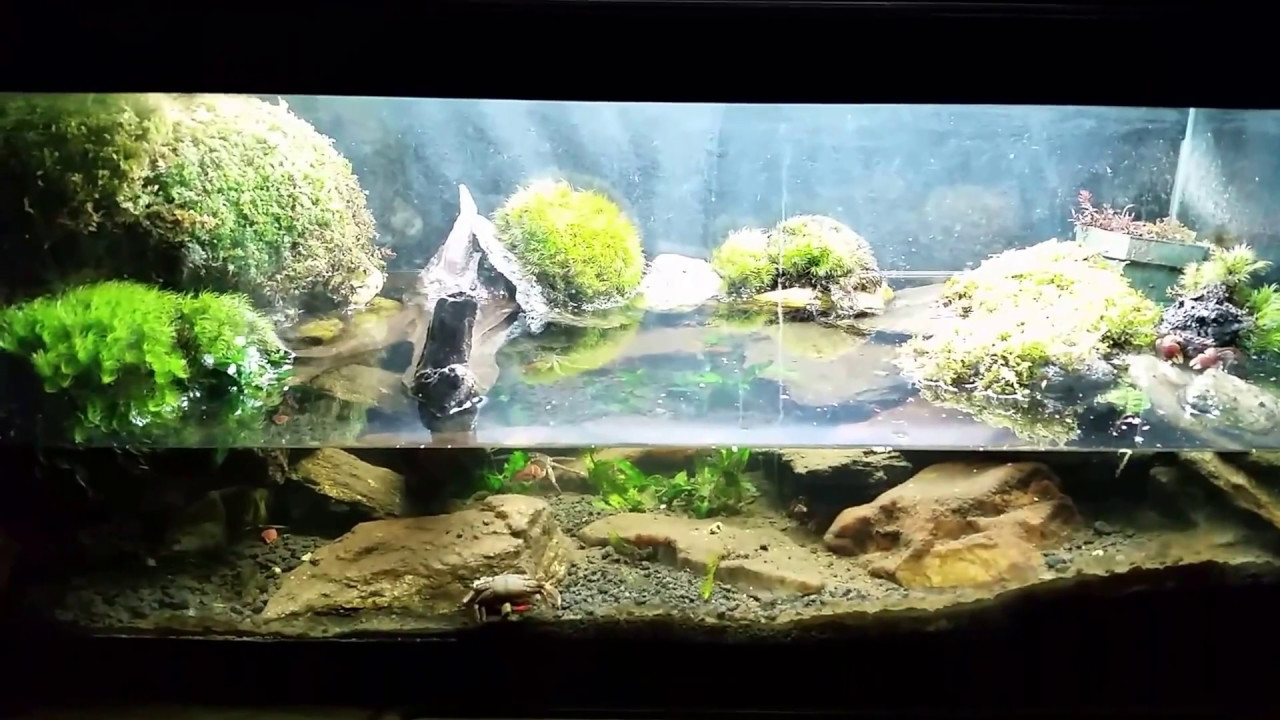 More Guppy Fry In My Red Clawed Crab Tank - YouTube