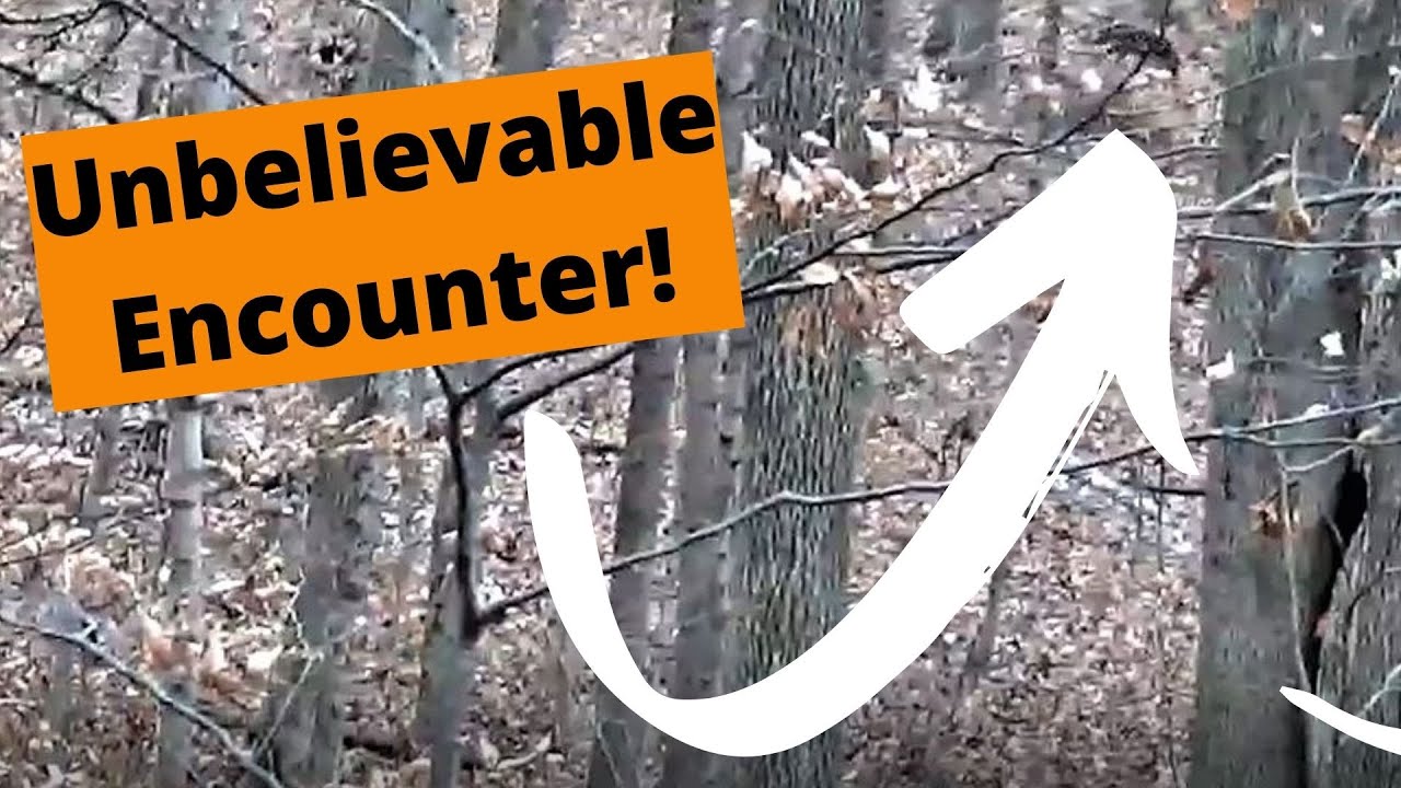Wildlife Encounter Super Rare Black Coyote! - YouTube