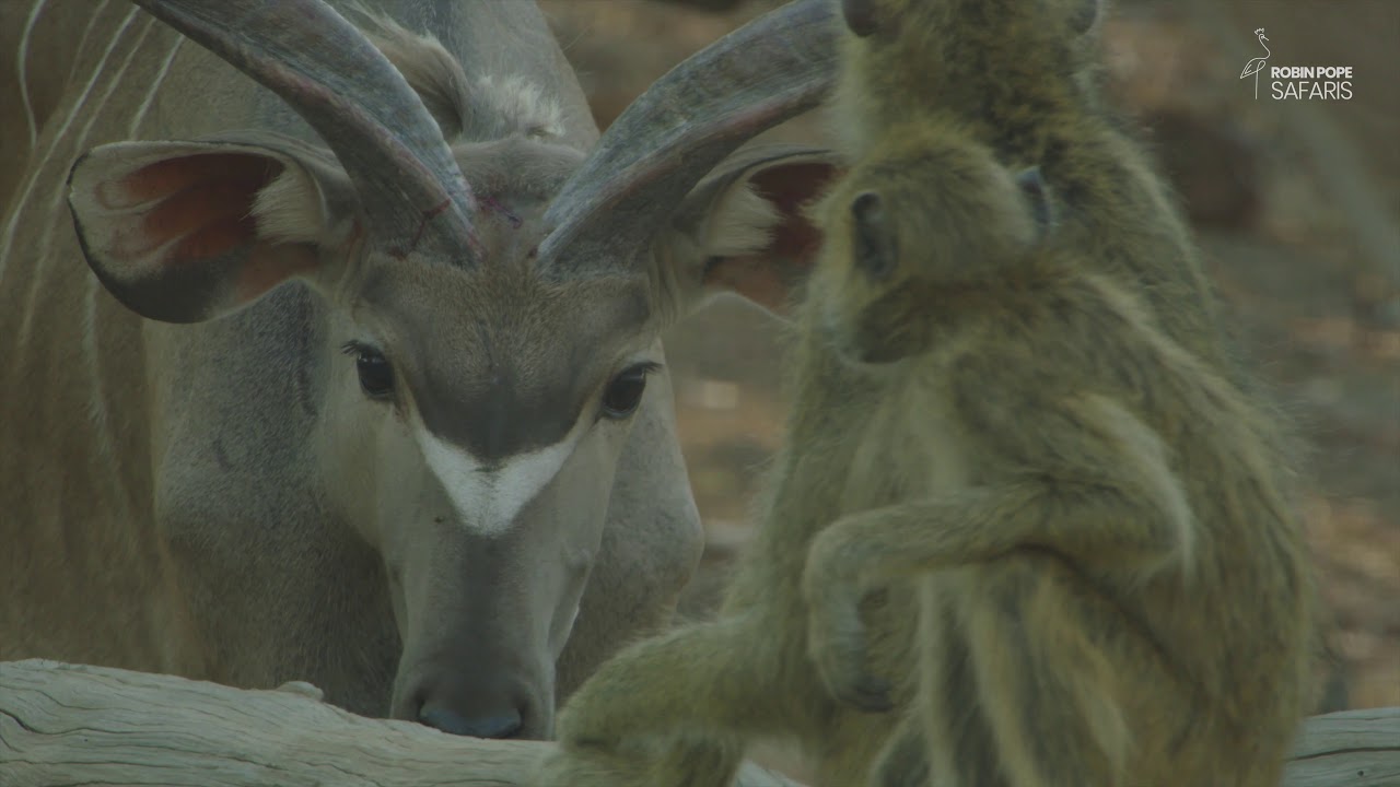 Safari Diaries: Kudu and Baboon Gossip - YouTube