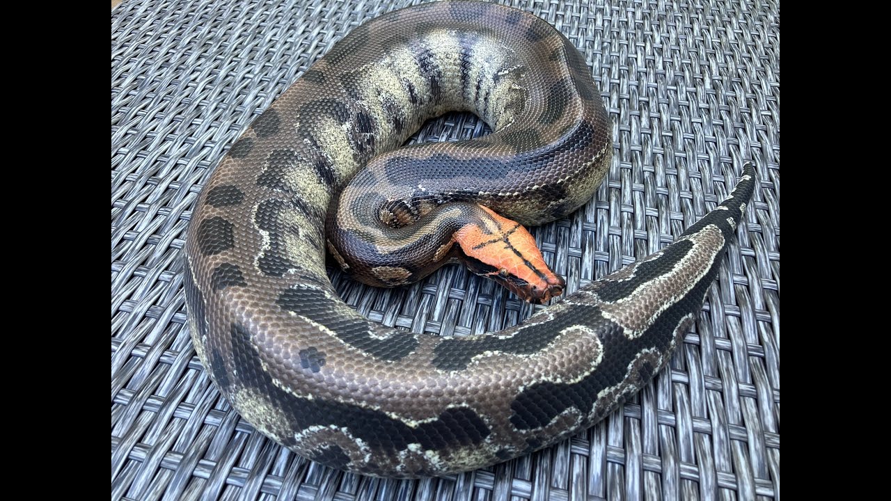 Coolest Snakes Ever? - YouTube
