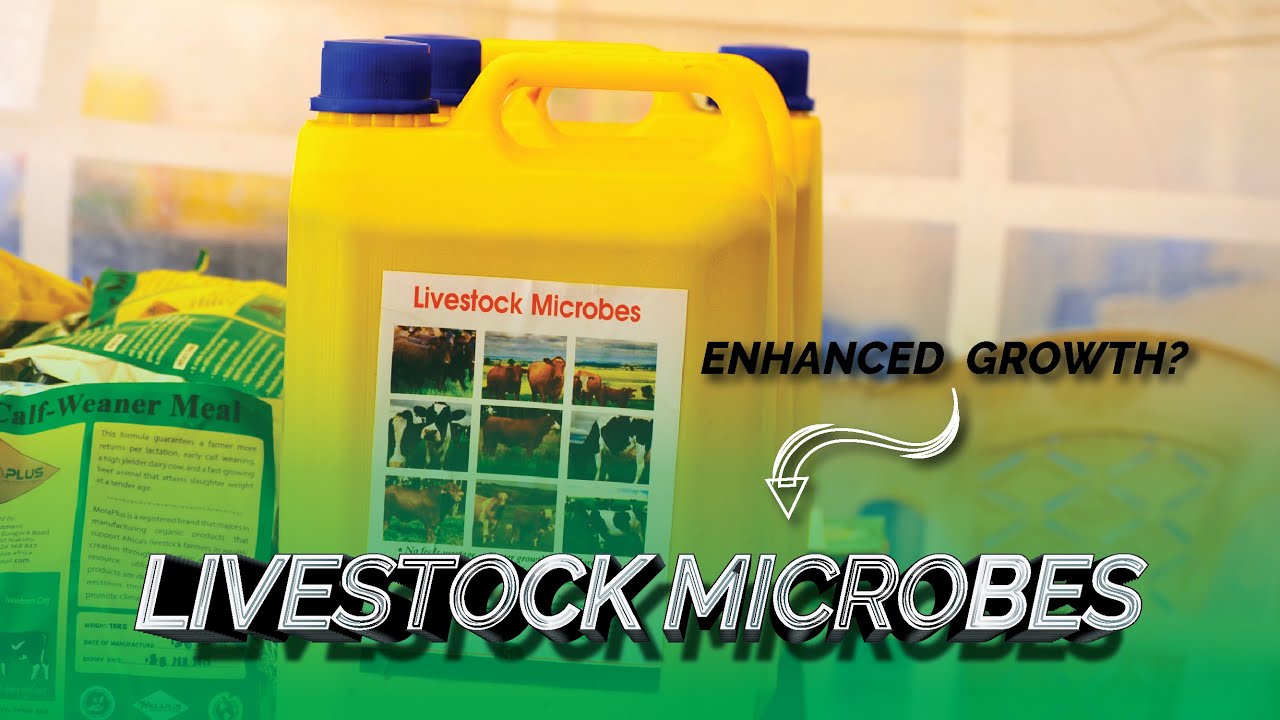 The Game Changing Product You Didn't Know About - MolaPlus Livestock ...