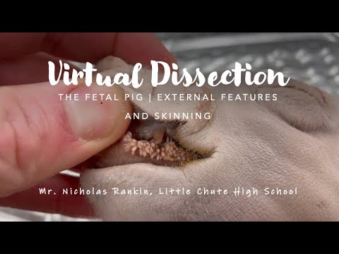 Virtual Dissection: The Fetal Pig | External Features and Skinning ...