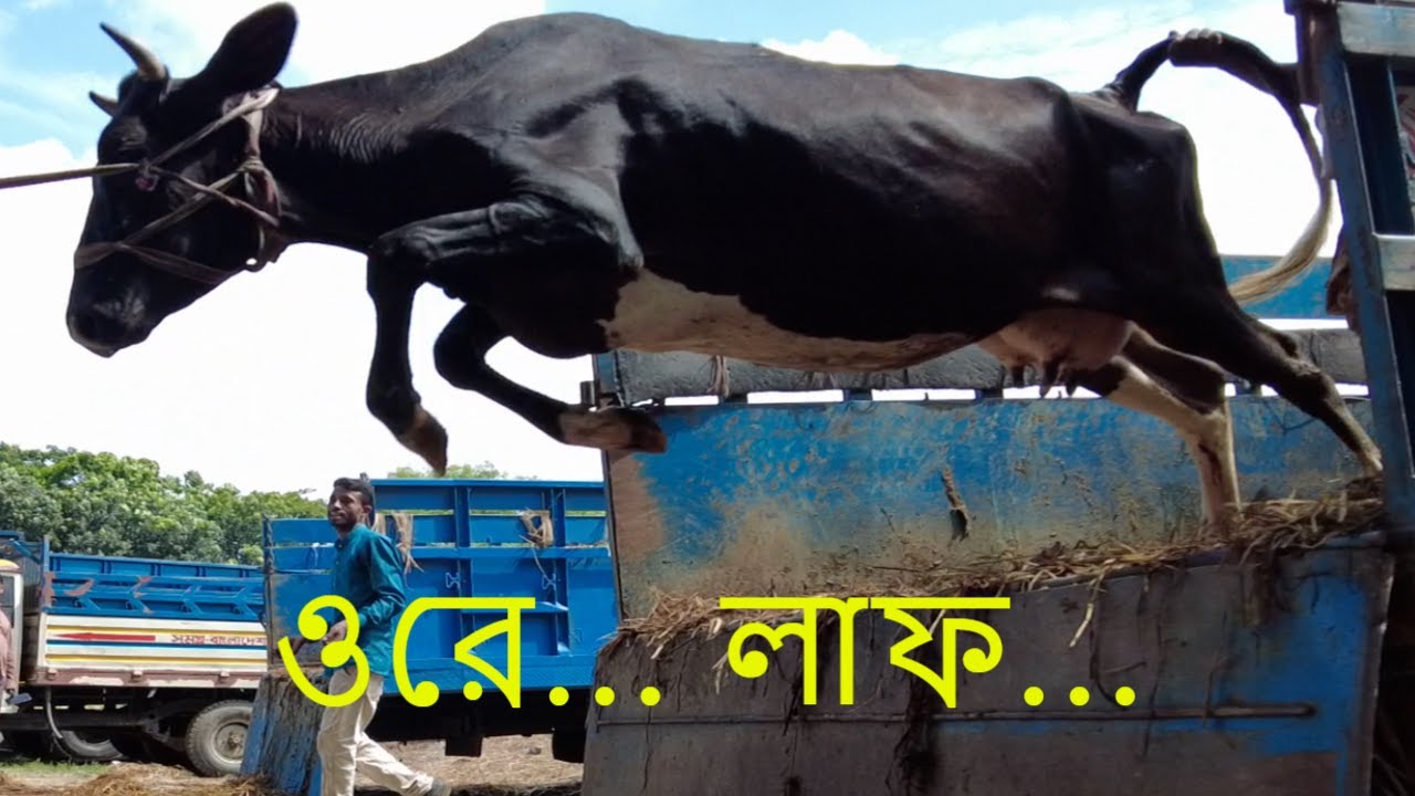 28 - Cow Unloading from truck | At very popular village cattle market ...