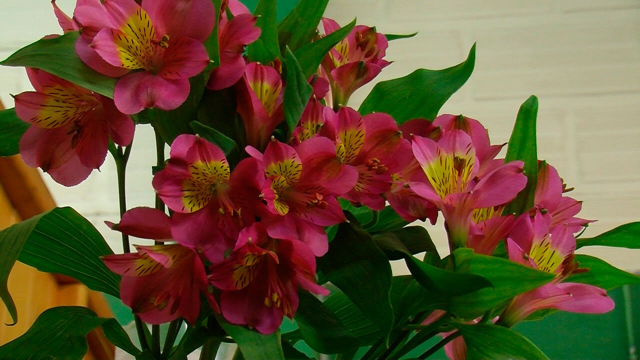 Cómo cultivar Alstromelia (Alstroemeria) - TvAgro por Juan Gonzalo ...