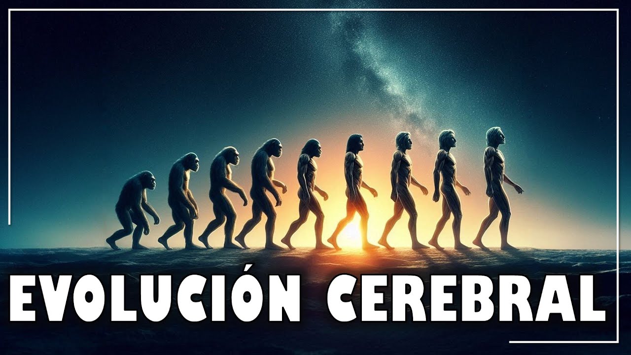 EVOLUCIÓN CEREBRAL Humana: Claves de la Historia⭐aulamedia Historia ...