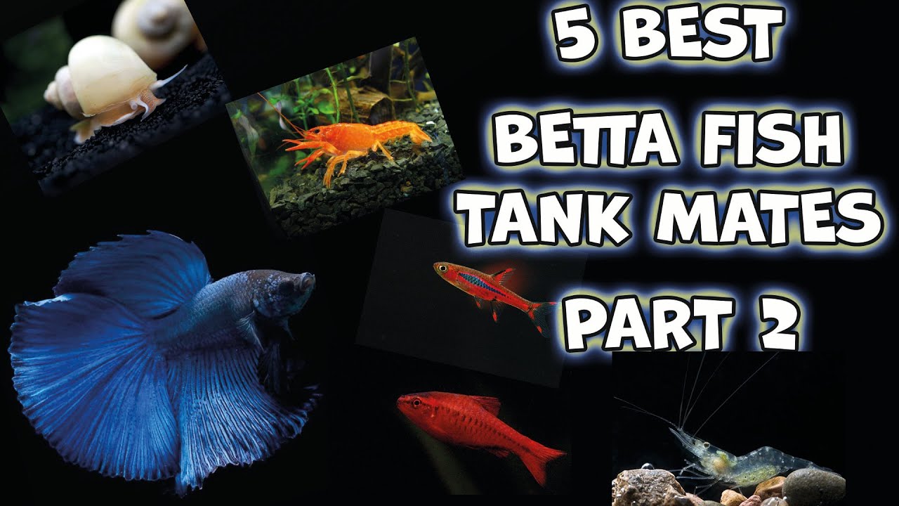 5 BEST BETTA FISH TANK MATES Part 2 - YouTube