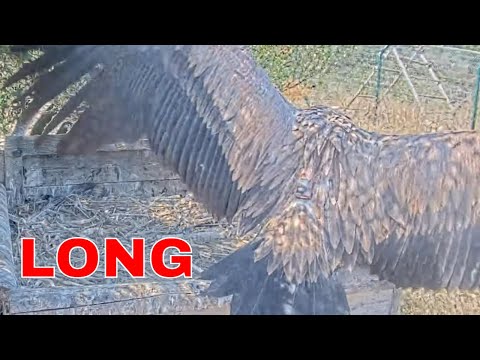 Wow! 🪽 Griffon Vulture Nestling Looks Like a Full Adult 🦅