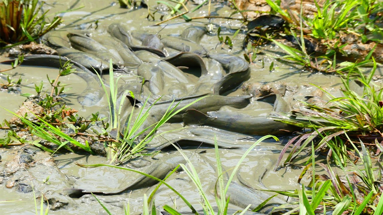 Wow Amazing Fishing Fish A lot In Dry Season Catfish Catch in Mud Catch ...