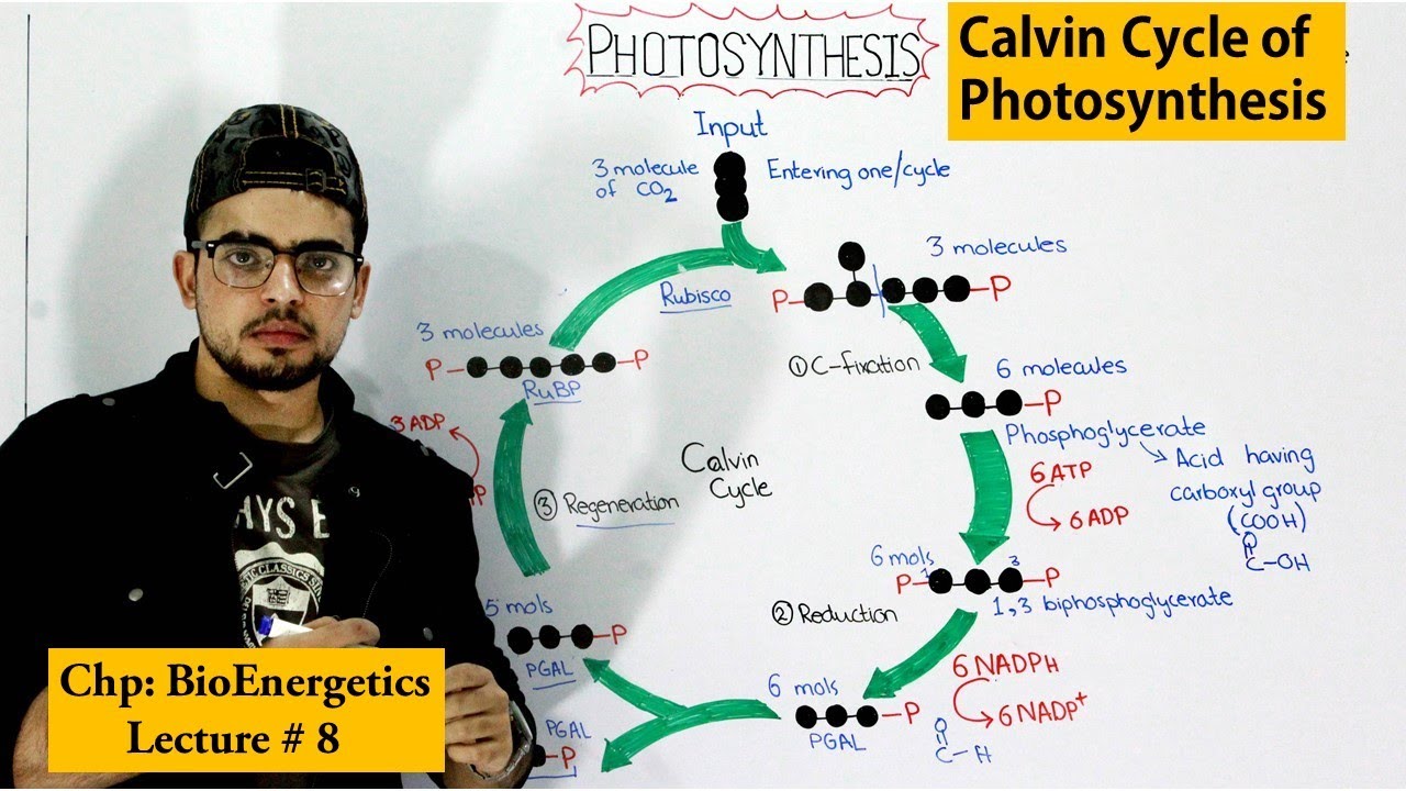 Dark reaction of Photosynthesis | Calvin Cycle | - YouTube