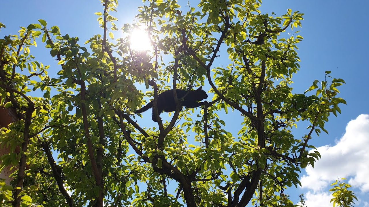 Cat Climbs To Top Of Tree - YouTube