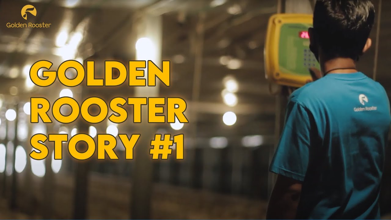 Golden Rooster Story #1 - YouTube
