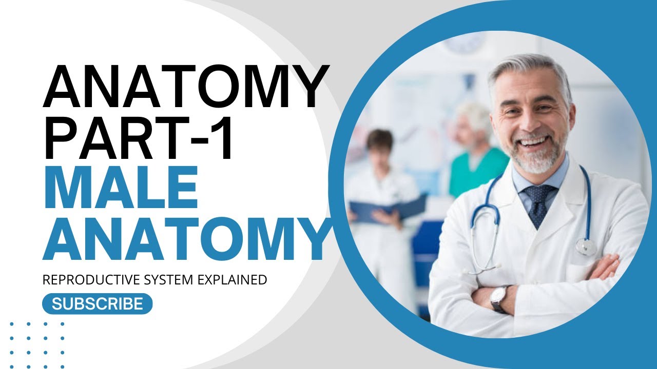 Anatomy of the Male Reproductive System Explained | Male Reproductive ...
