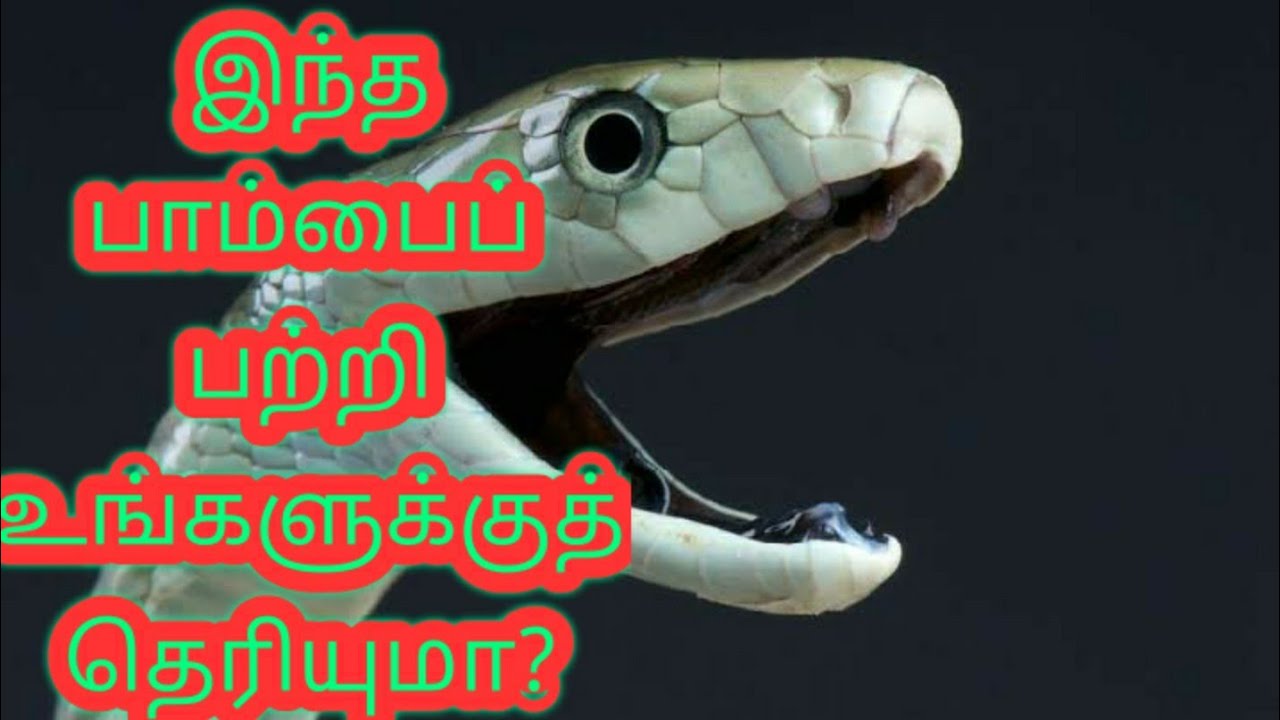 Black mamba snake in Tamil 🎸 - YouTube