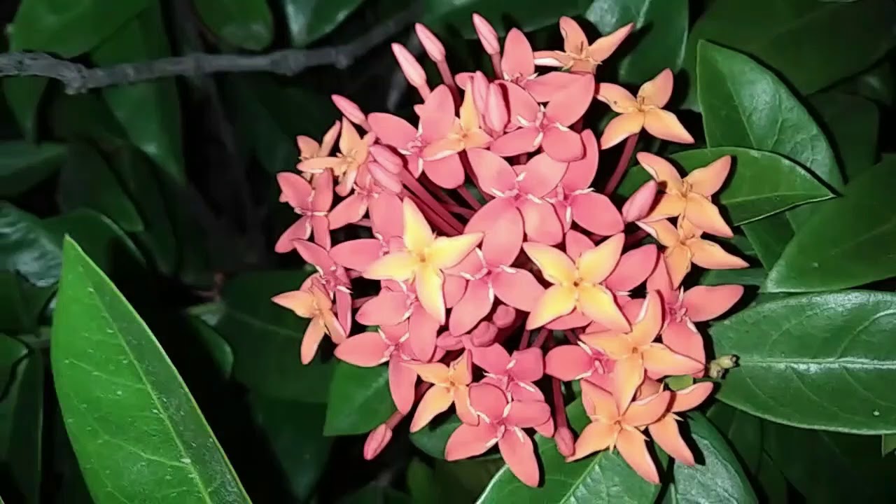 10 tanaman bermanfaat bagi kesehatan tubuh - YouTube