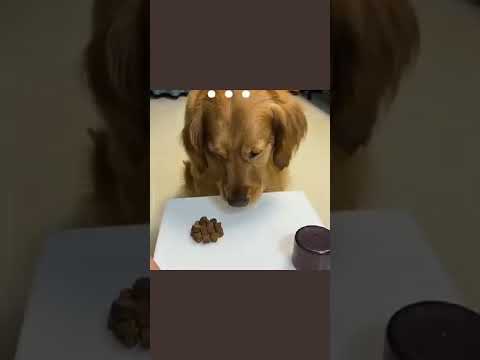 asu,anjing,dog#videoshort - YouTube
