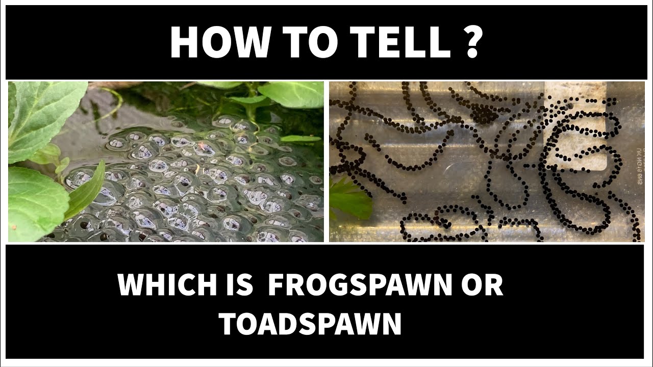 How to tell which is frog spawn or toad spawn ? - YouTube