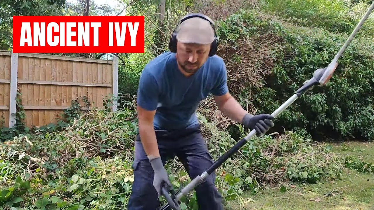 Clearing an ANCIENT Fallen IVY Hedge - YouTube
