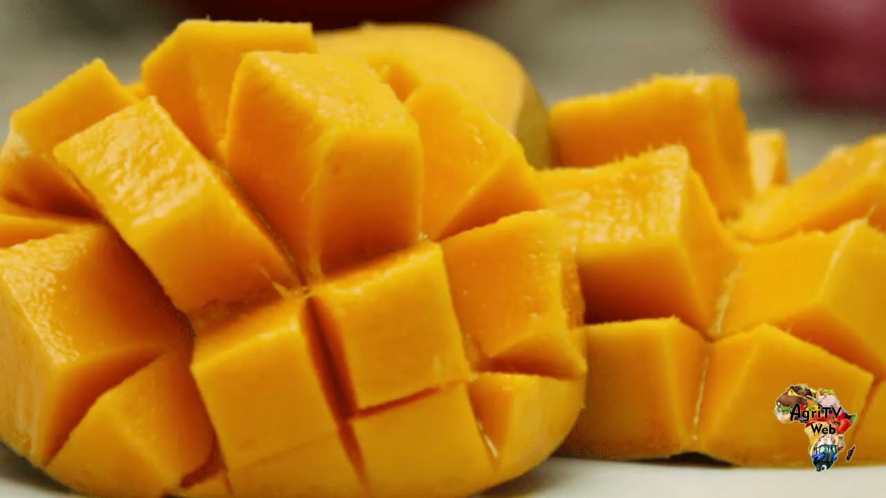 CULTIVER LE MANGUIER - YouTube