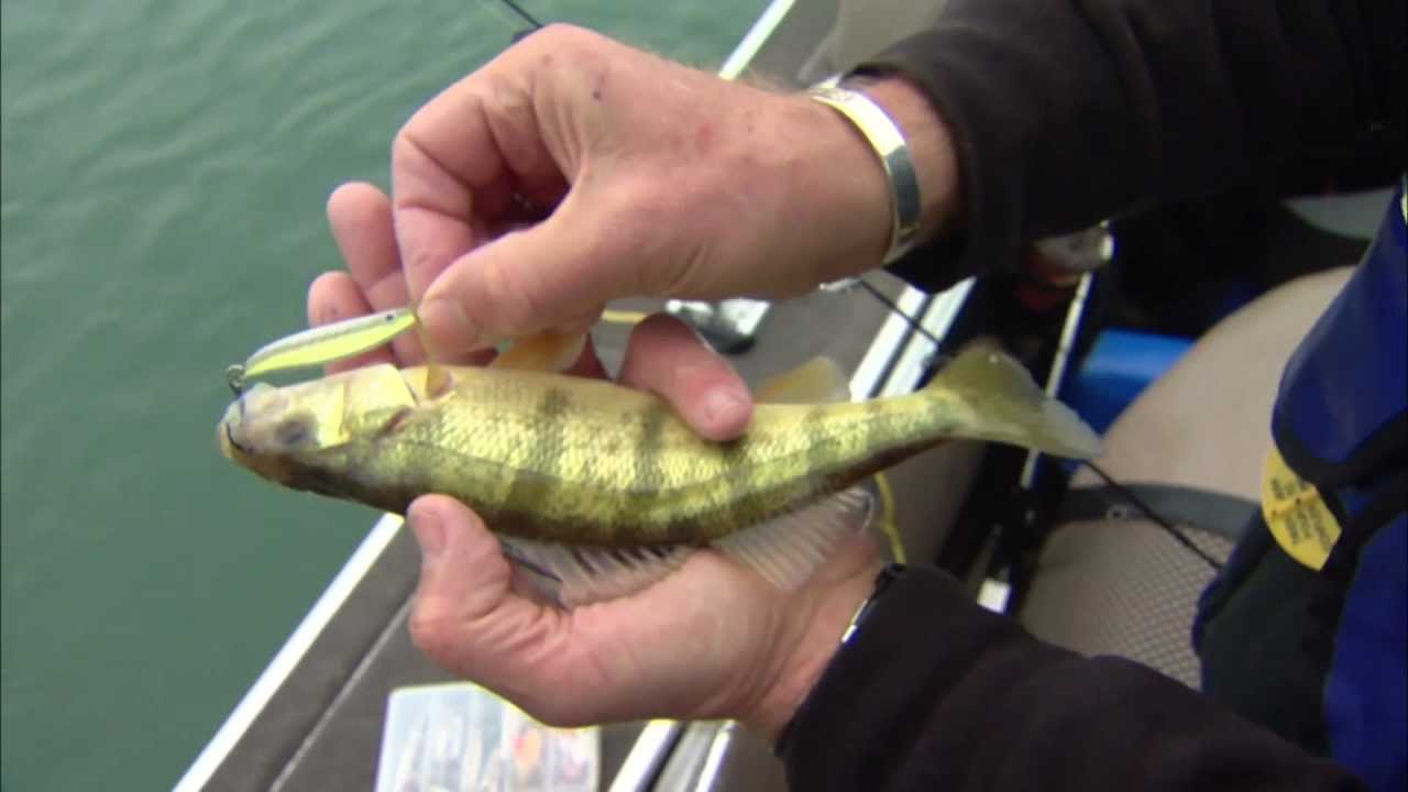 Jumbo Perch, Lower Niagara River, ON Part 3 of 4 - YouTube