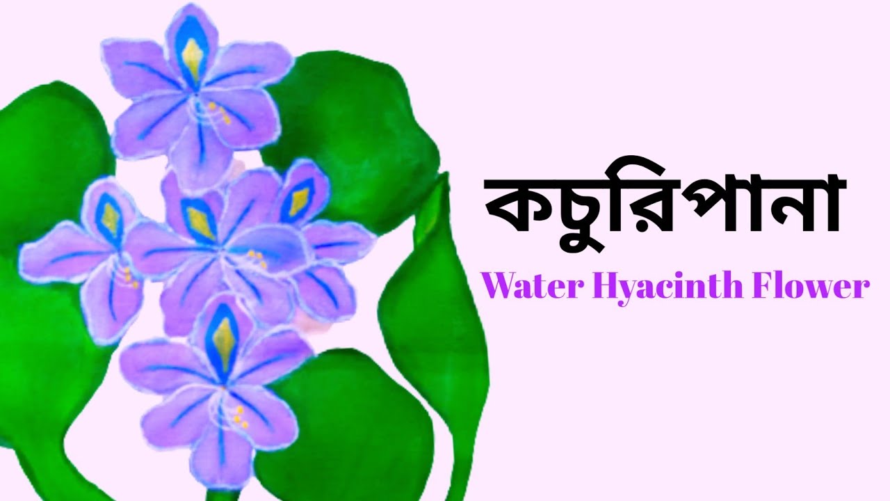 Water Hyacinth Drawing And Painting | Easy Flower Painting Tutorial For ...