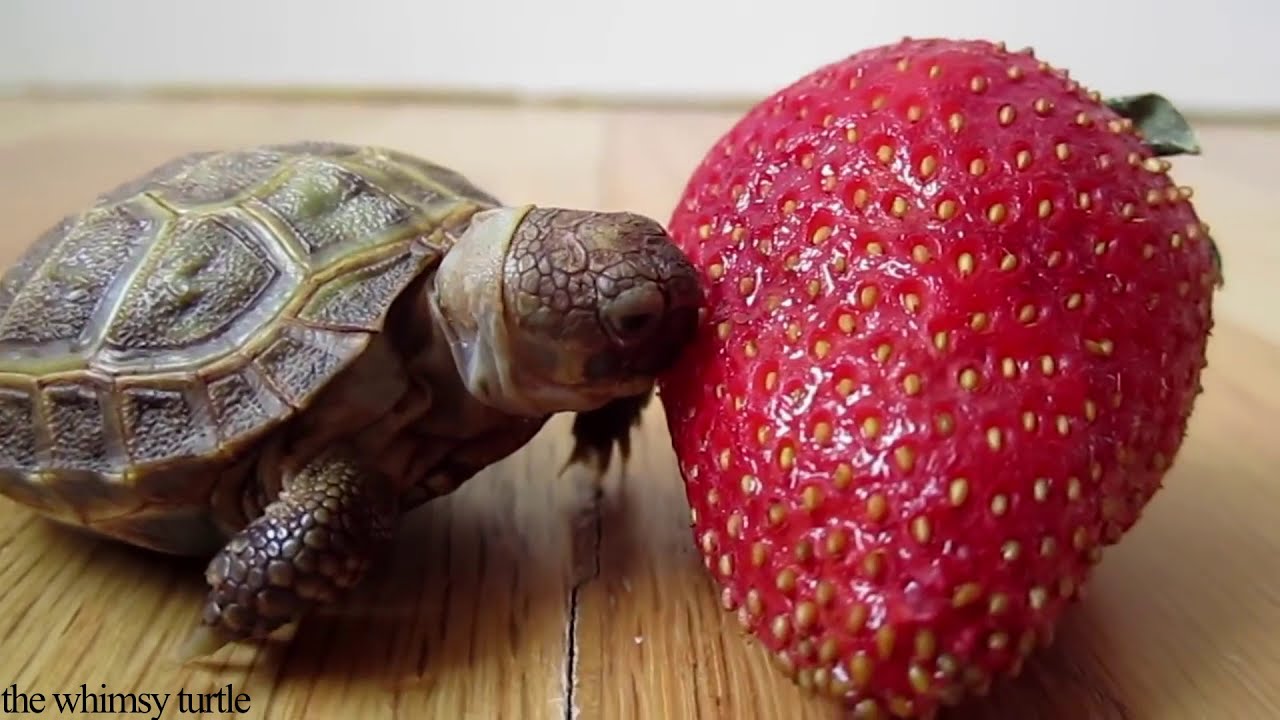 Turtle eats Strawberry Bigger than Himself! - YouTube