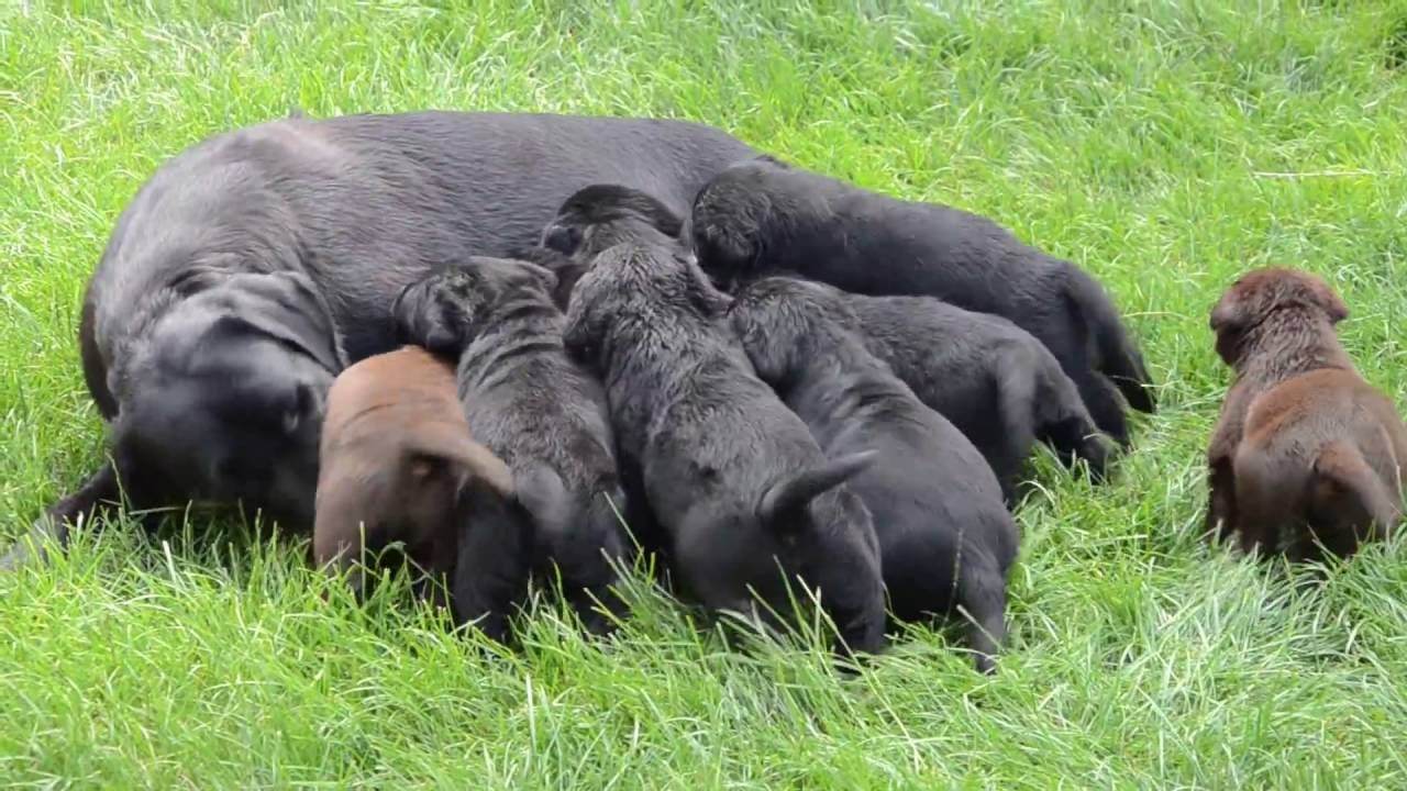 cute labrador pups nursing and playing with mom - YouTube