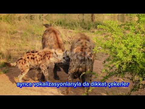 Leopar desenli sırtlanlar| sırtlanları tanıyalım | sırtlan belgeseli &