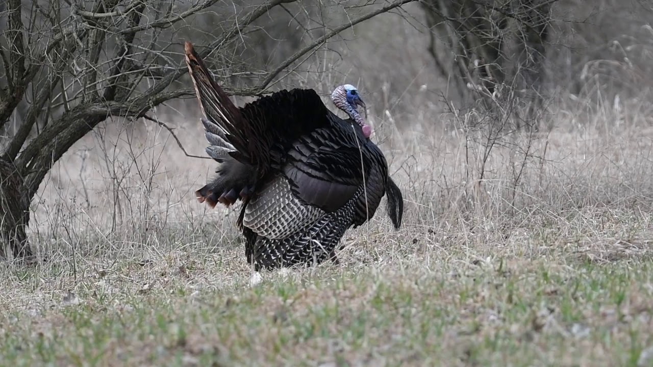 2020 S/E Wisconsin Turkey Encounters II - YouTube