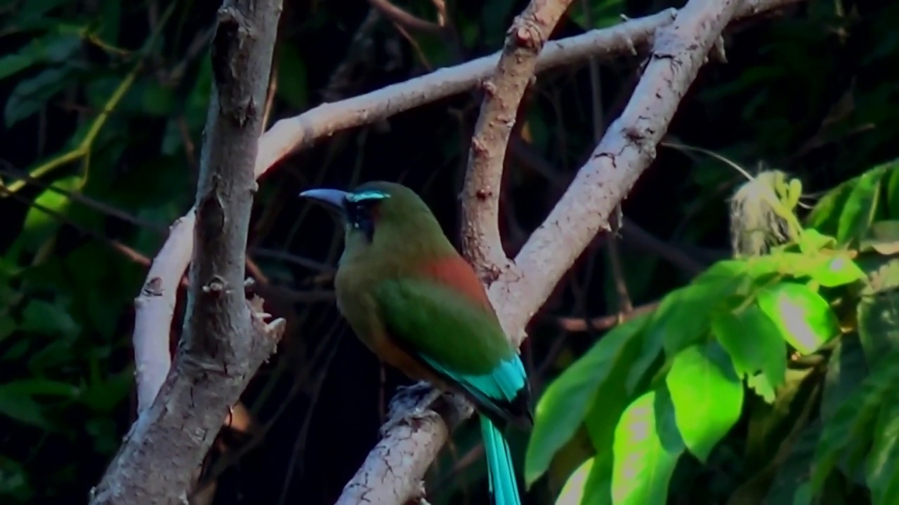 Pájaro Péndulo, Guardabarranco. - YouTube