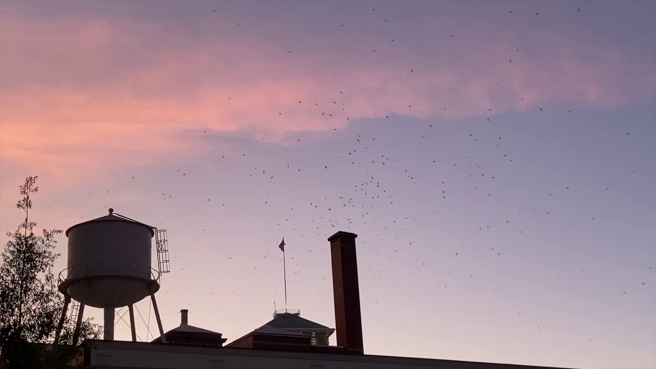 Chimney Swifts Deluxe at Ford Factory Square Atlanta Oct 22 2019 - YouTube