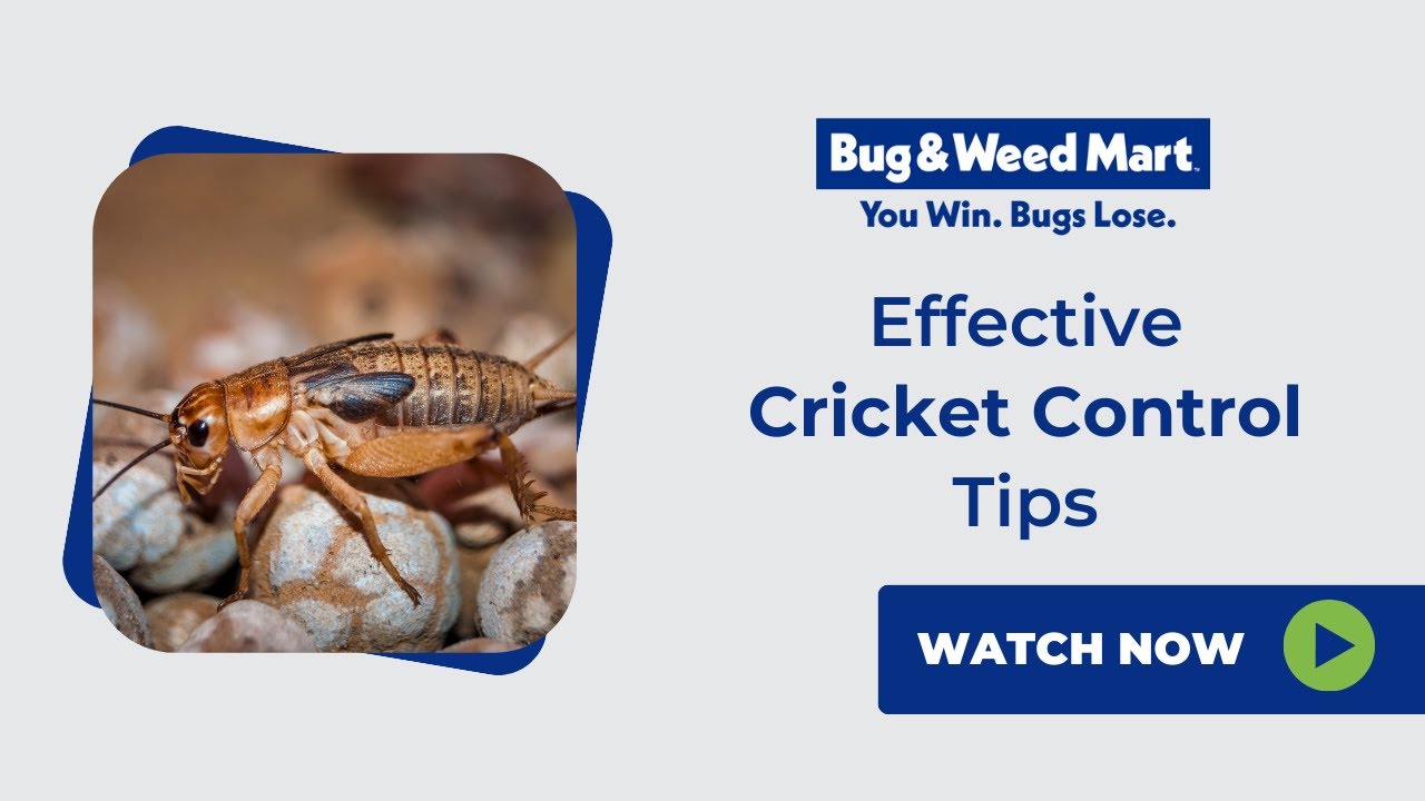 Effective Cricket Control Tips 🦗 - YouTube