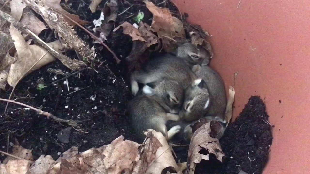 Wild rabbit feeds baby bunnies in a planter [1/9] (~8 days old) - YouTube