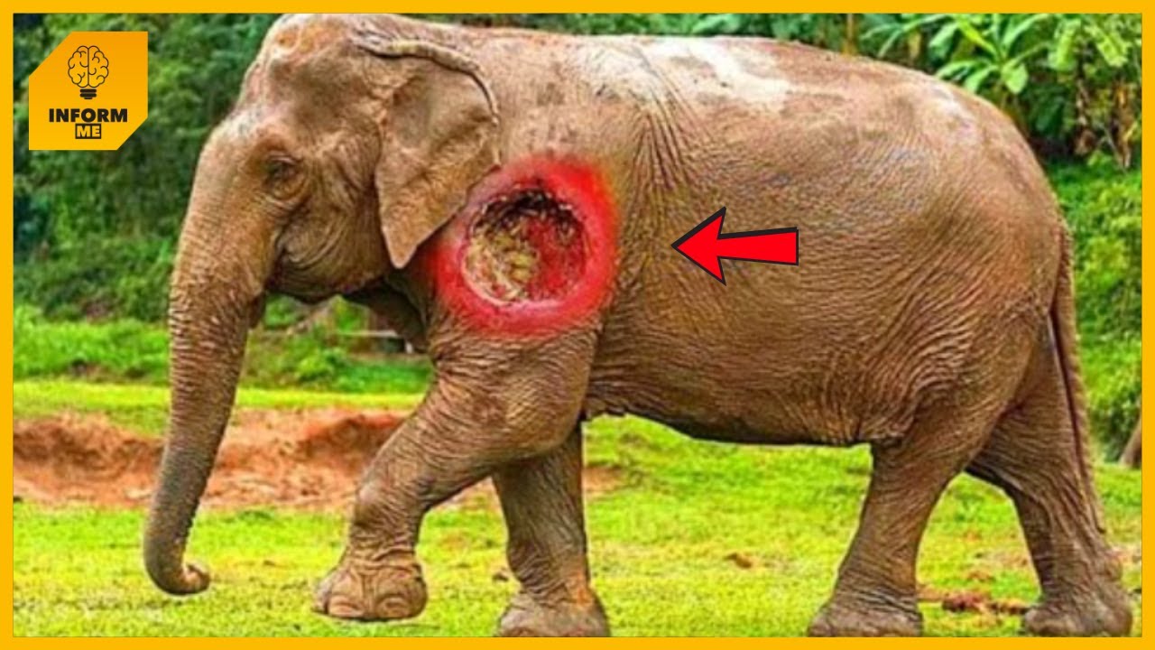 An Elephant's Loud Cry Grabs Attention What happened is unbelievable ...