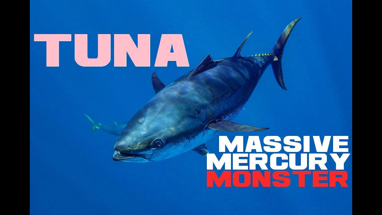 10 Tuna Facts - The Massive Mercury Monster - Animal a Day - YouTube