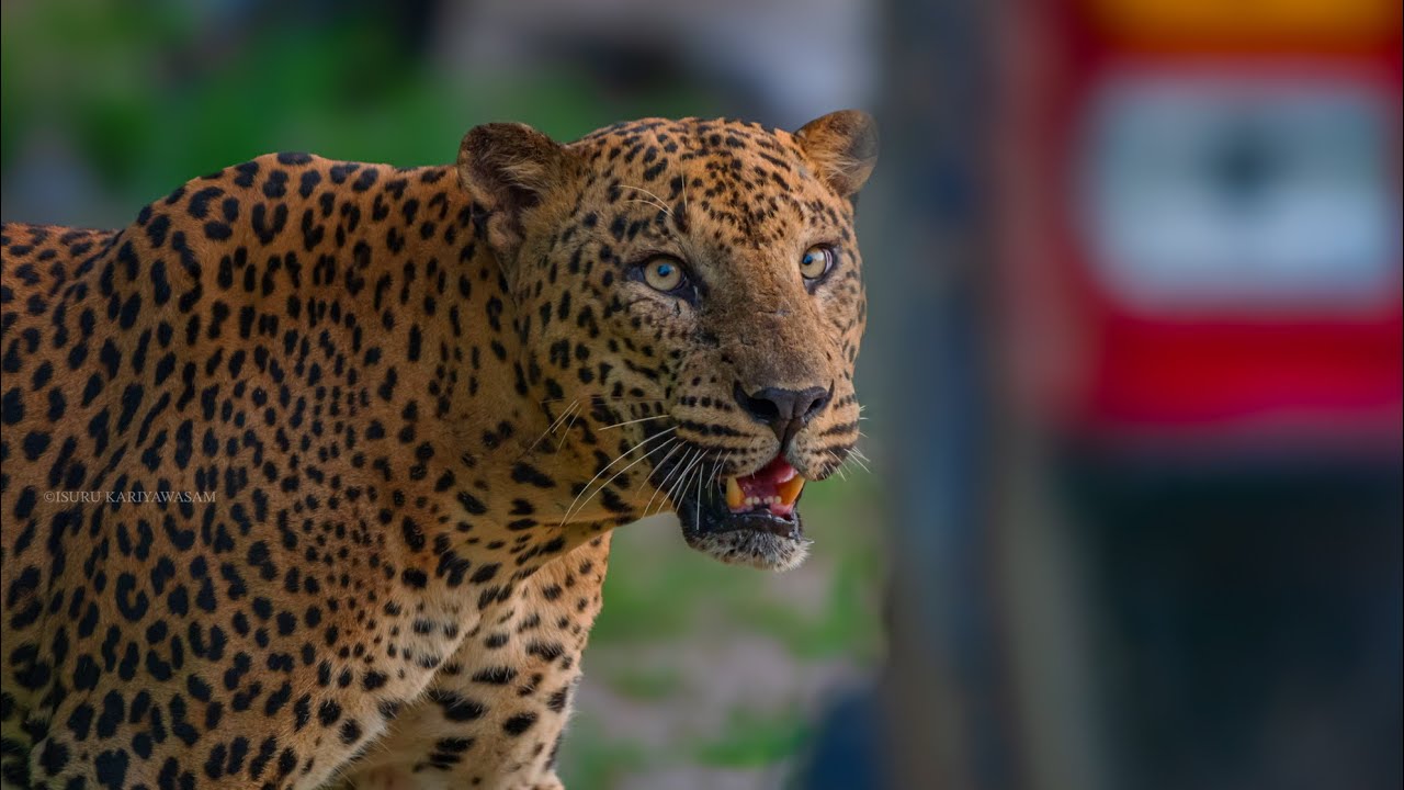 Lucas Boy | Yala National Park | යාල ජාතික උද්‍යානය #nature #wildlife # ...