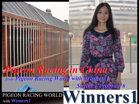 Pigeon Racing in China from Pigeon Racing World with Winners1 Series 1 ...