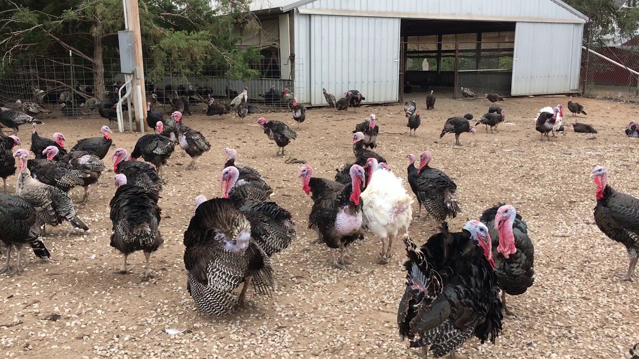 Turkeys at Good Shepherd Poultry Ranch - YouTube