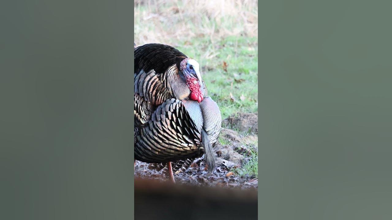 Wild Turkey Dragging, Drumming, and Spitting - YouTube