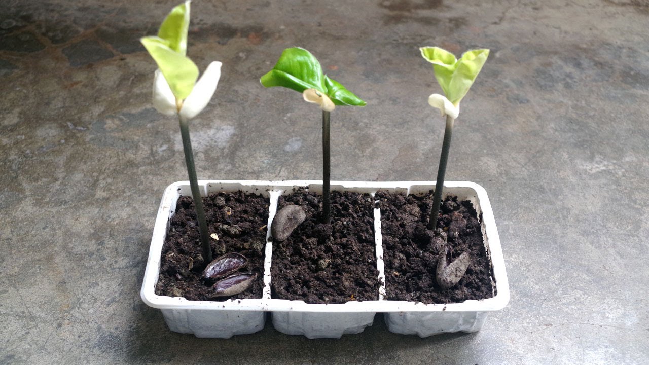 Growing Velvet apple from seed at home | NI Agro - YouTube