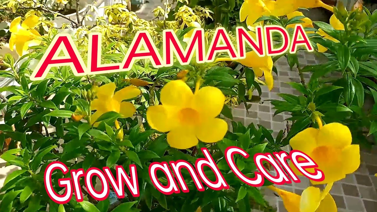 How to grow ALAMANDA plant | ALAMANDA plant kaise lagaye | Alamanda ...