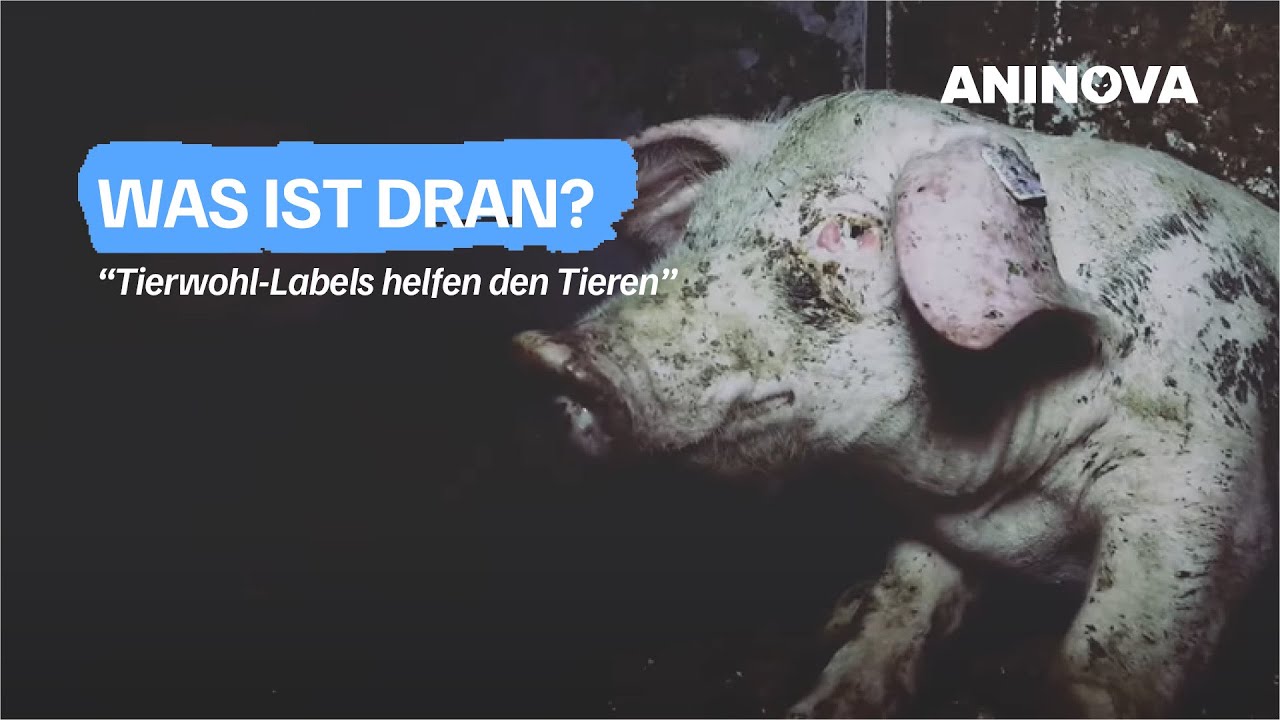 Helfen Tierwohl-Labels den Tieren? - YouTube