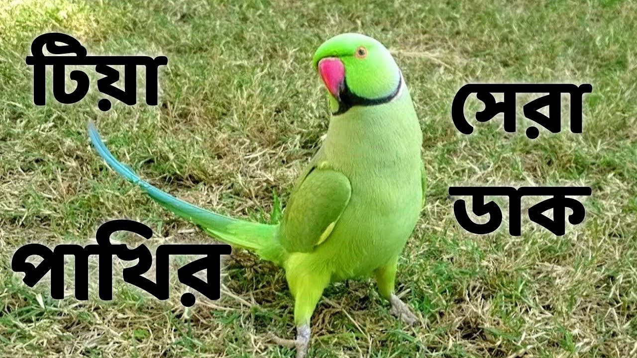 টিয়া পাখির ডাক | Tiya Pakhir Dak | Rose Ringed Parakeet Call | Indian ...