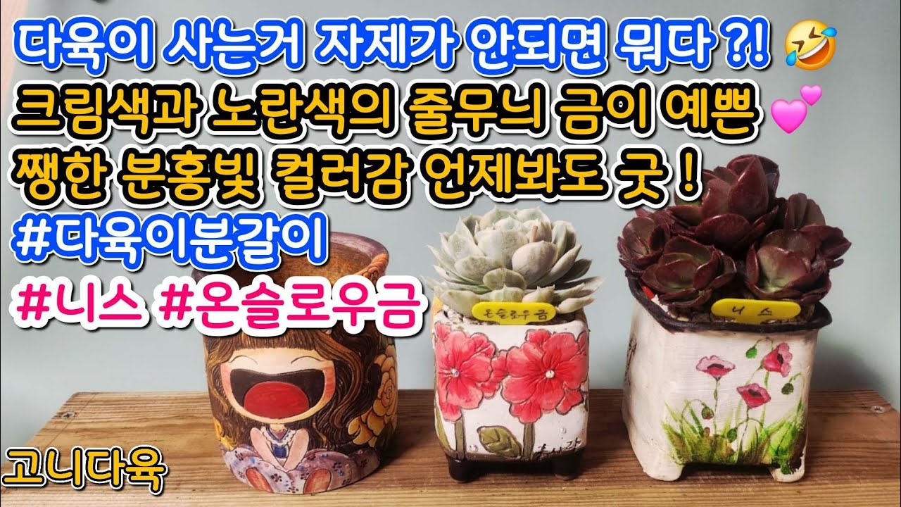 다육이분갈이 다육이 사는거 자제가 안되면 뭐다 🤣 크림색과 노란색의 줄무늬 금이 예쁜 아이 💕 쨍한 분홍빛