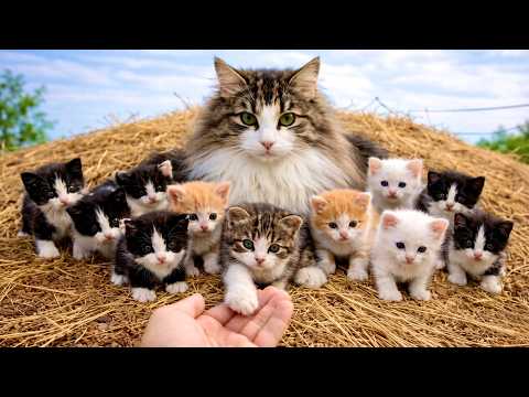 A cute cat 🐱family appeared in my backyard, and I slowly became part of their world ❤️