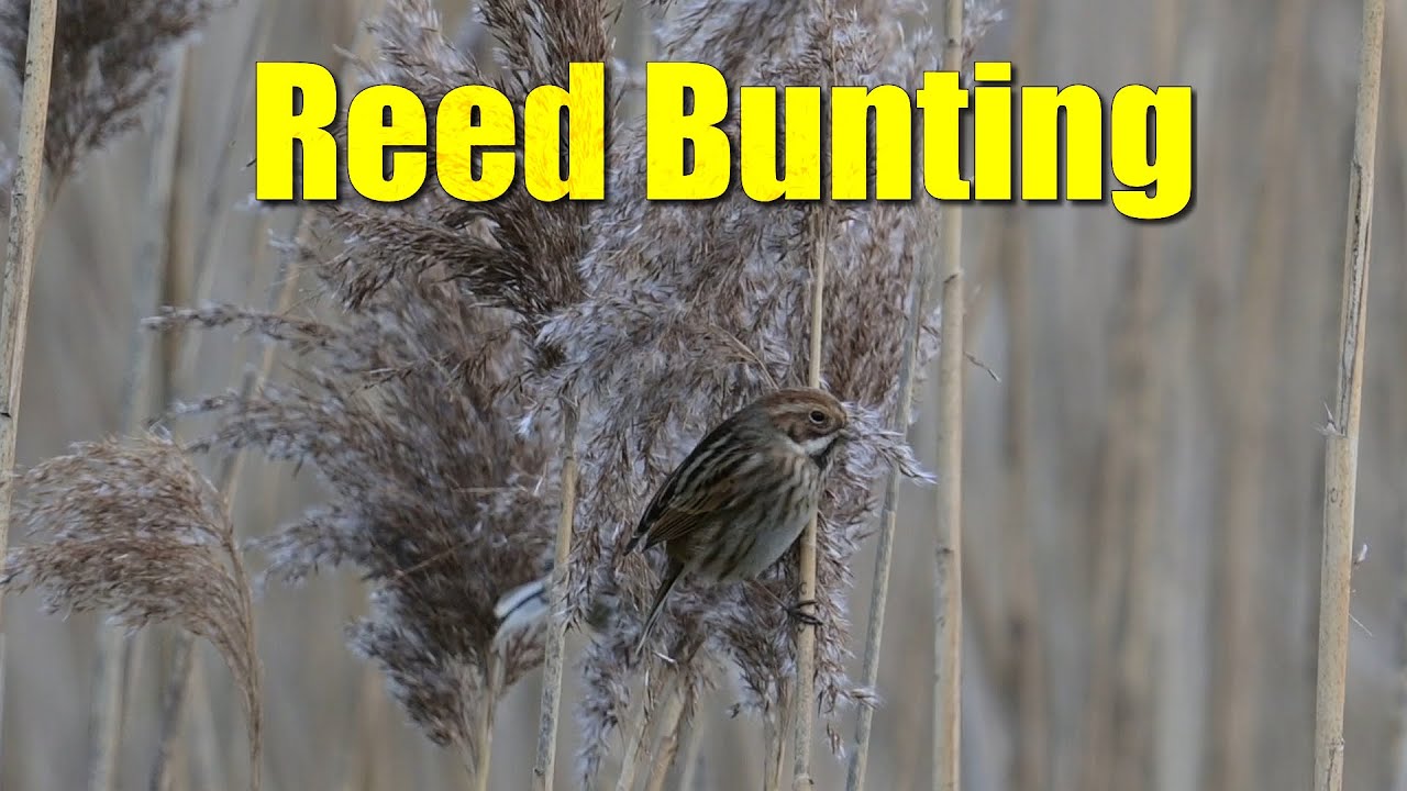 Reed bunting eating seed from a reed head - YouTube
