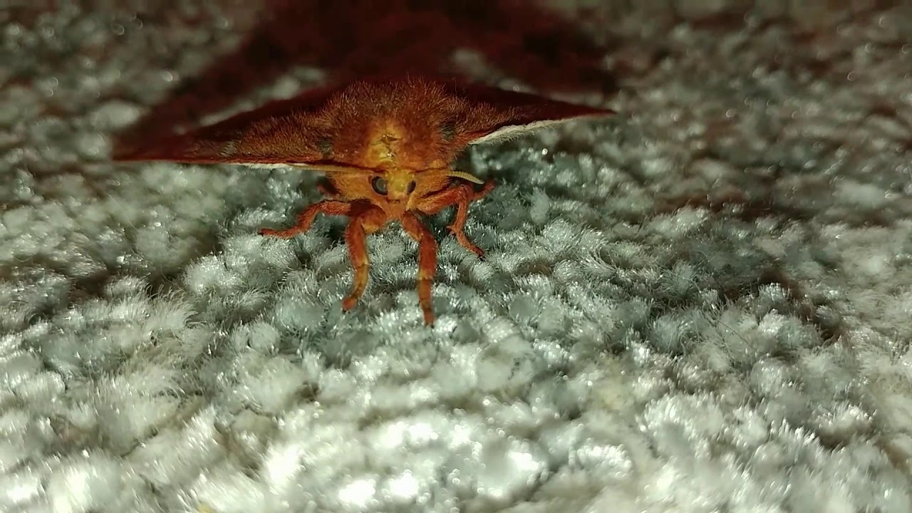 Lo Moth (female) - Automeris io - YouTube
